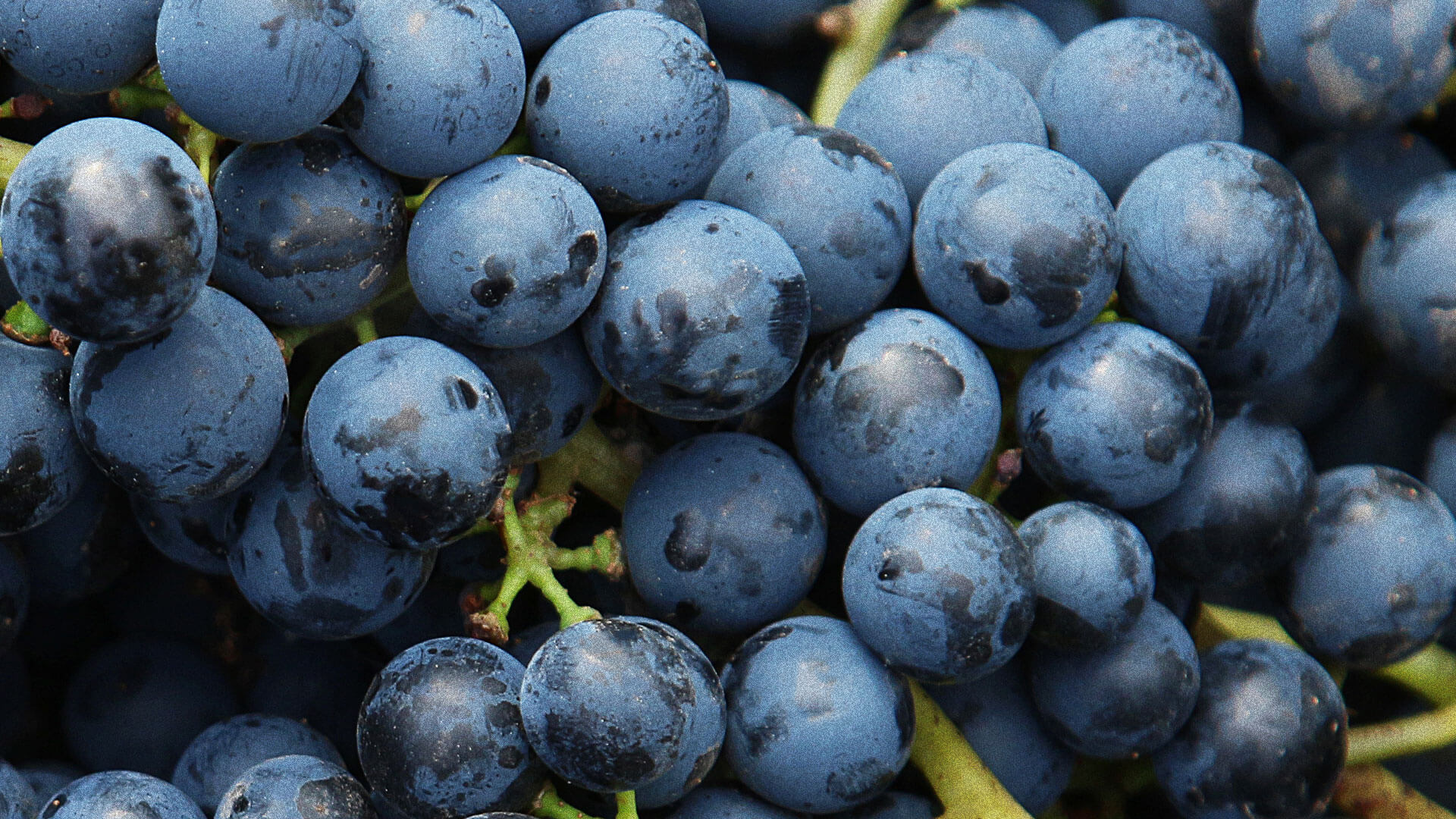 Illume Agriculture | Premium Table Grapes
