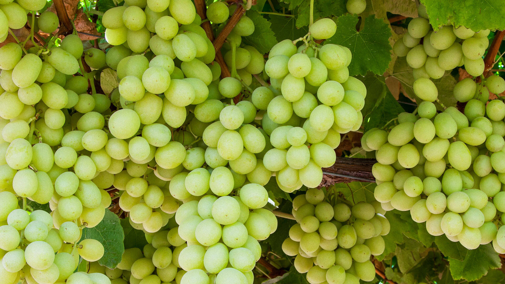 Illume Agriculture | Premium Table Grapes