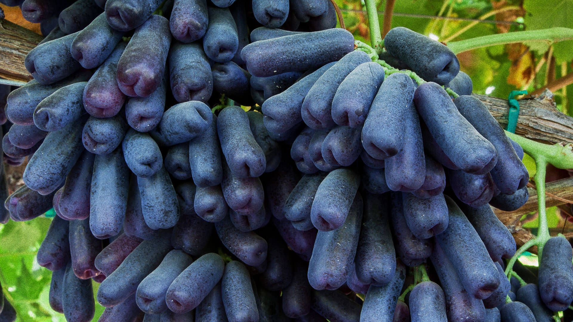 Varieties - Illume Agriculture | Premium Table Grapes