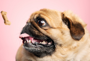 The Effects of Overfeeding and Underfeeding in dogs | Cola's Kitchen Blog