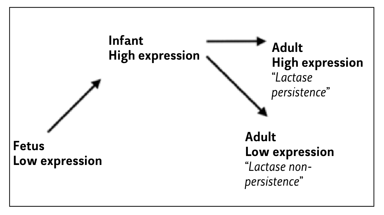 Trait: Lactose tolerance | FitnessGenes®