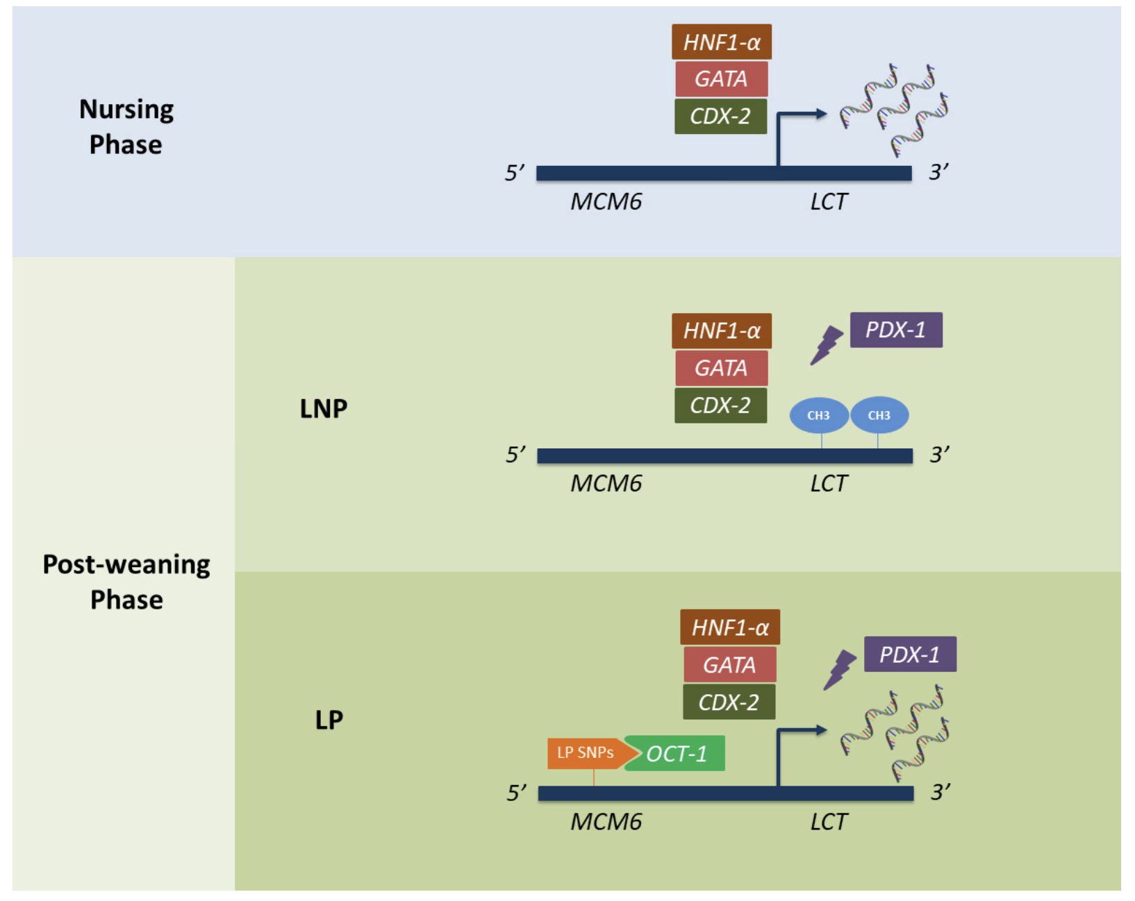 Trait: Lactose tolerance | FitnessGenes®