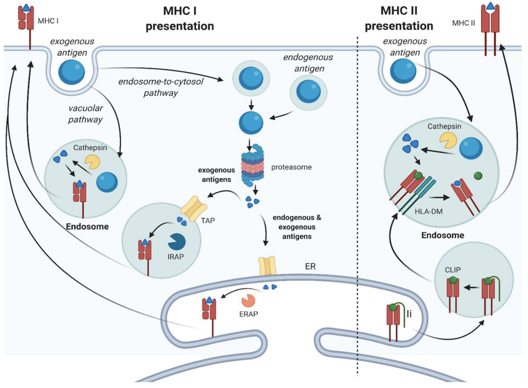 Trait: Plague susceptibility and autoimmunity (ERAP2) | FitnessGenes®