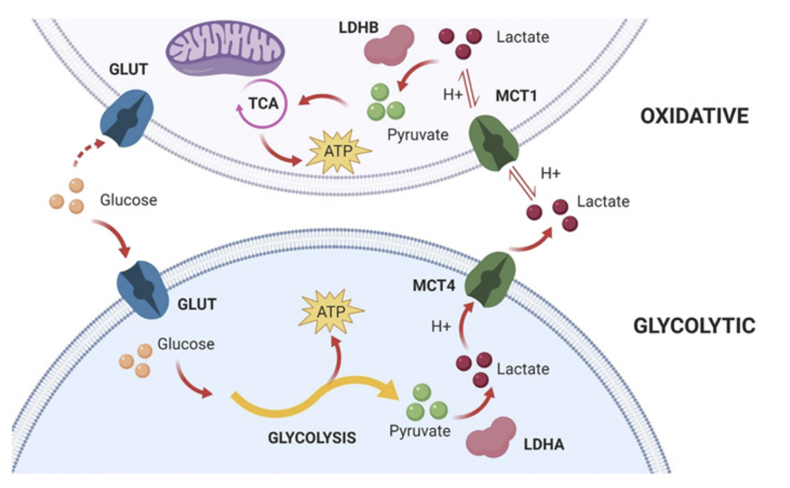 Trait: Lactate clearance and building muscle (MCT1) | FitnessGenes®