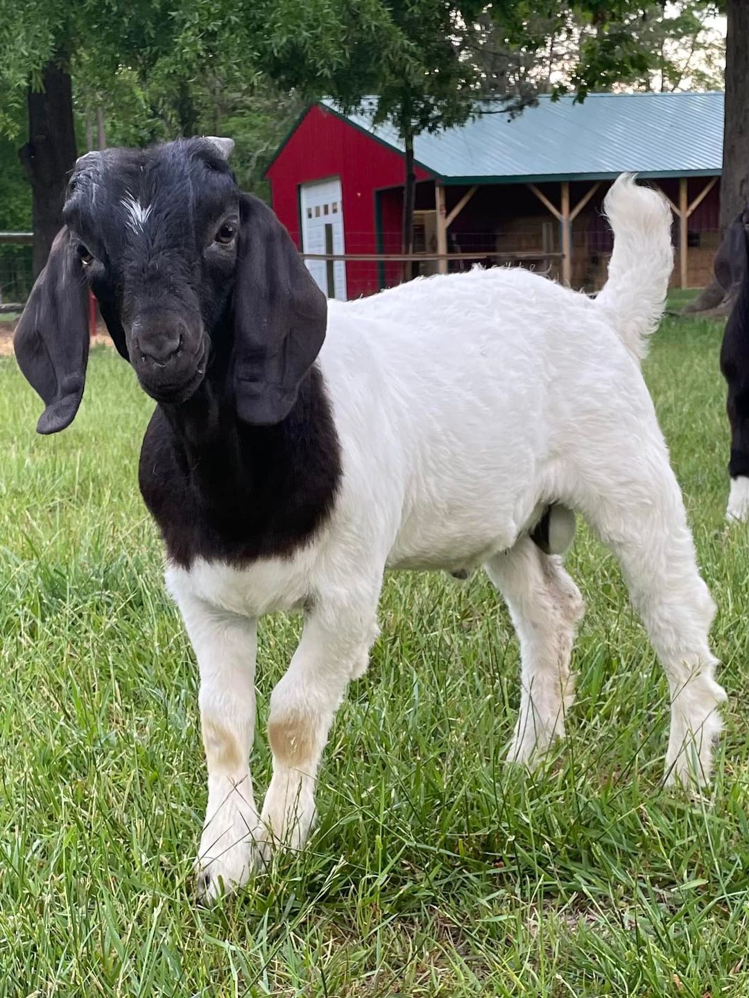 Boer Goats For Sale | Asheboro, North Carolina
