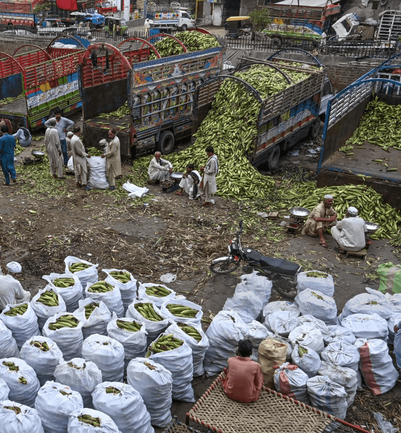 Maize - Pakistan Agriculture Research (PAR)