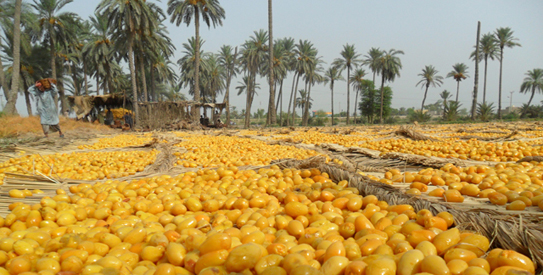 Cultivating a Sweet Tradition: The Importance & Woes of Date Farming in ...