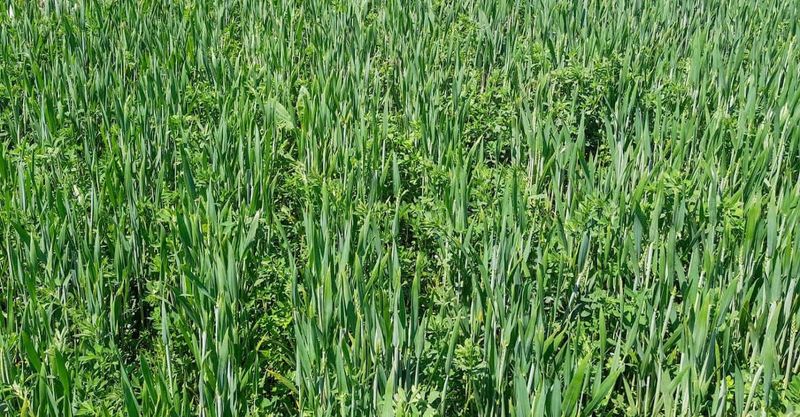Couvert végétal : 5 bonnes raisons d’adopter cette technique agricole ...