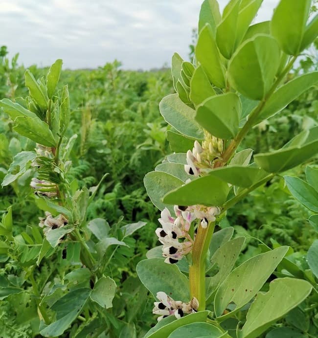 La Féverole : une légumineuse privilégiée des couverts d’hiver