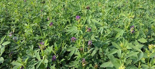 La luzerne cultivée pour assurer le couvert d’été