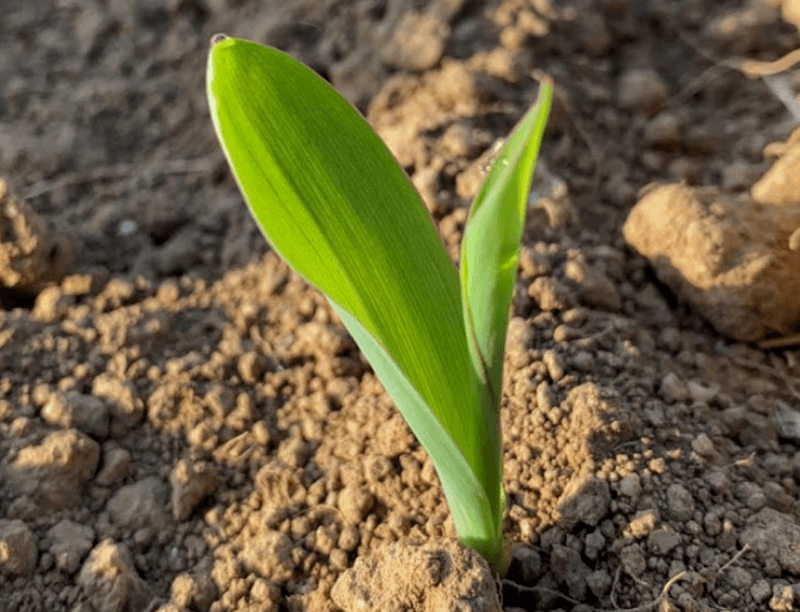 Solubiliser le phosphore dans des sols à pH élevé