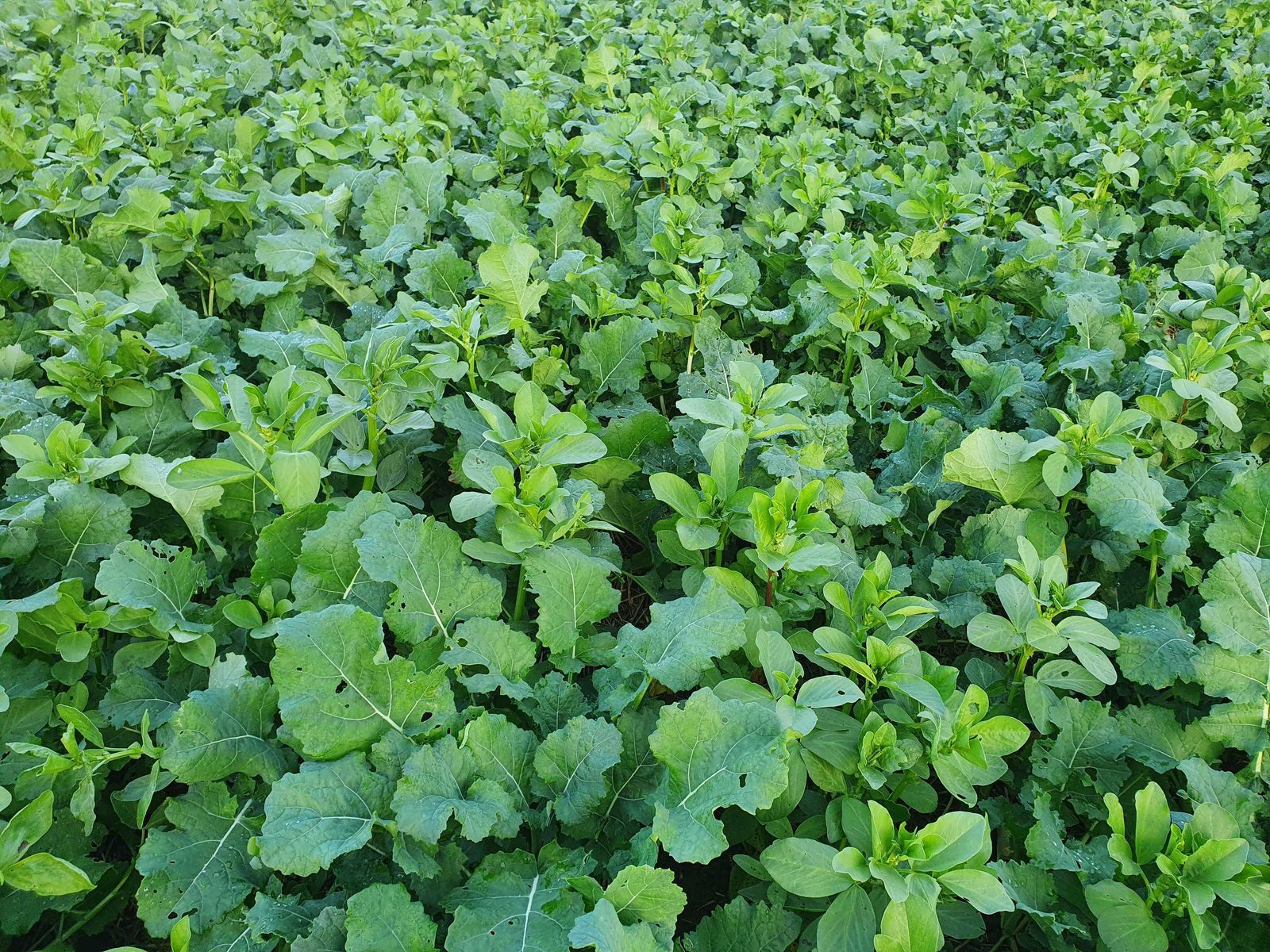 Réussir l’association du colza avec des plantes compagnes