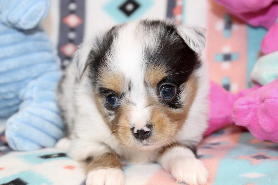 Ross Ranch Mini Aussie Puppies