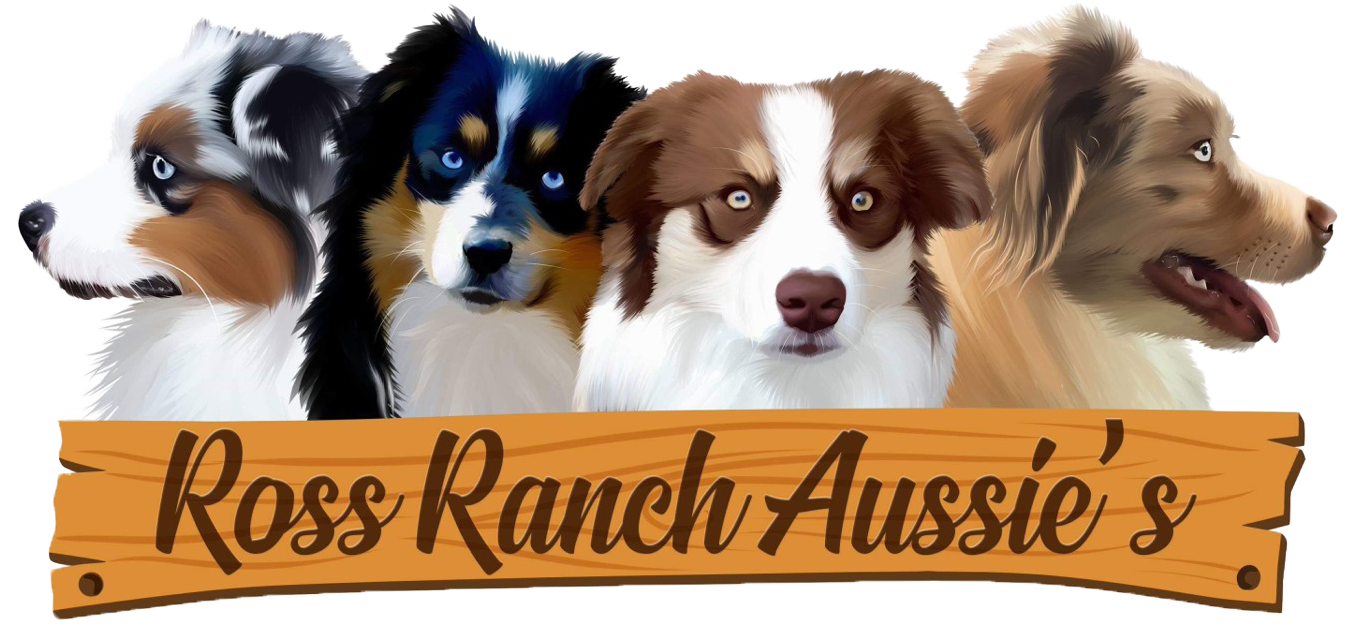 Ross Ranch Mini Aussies