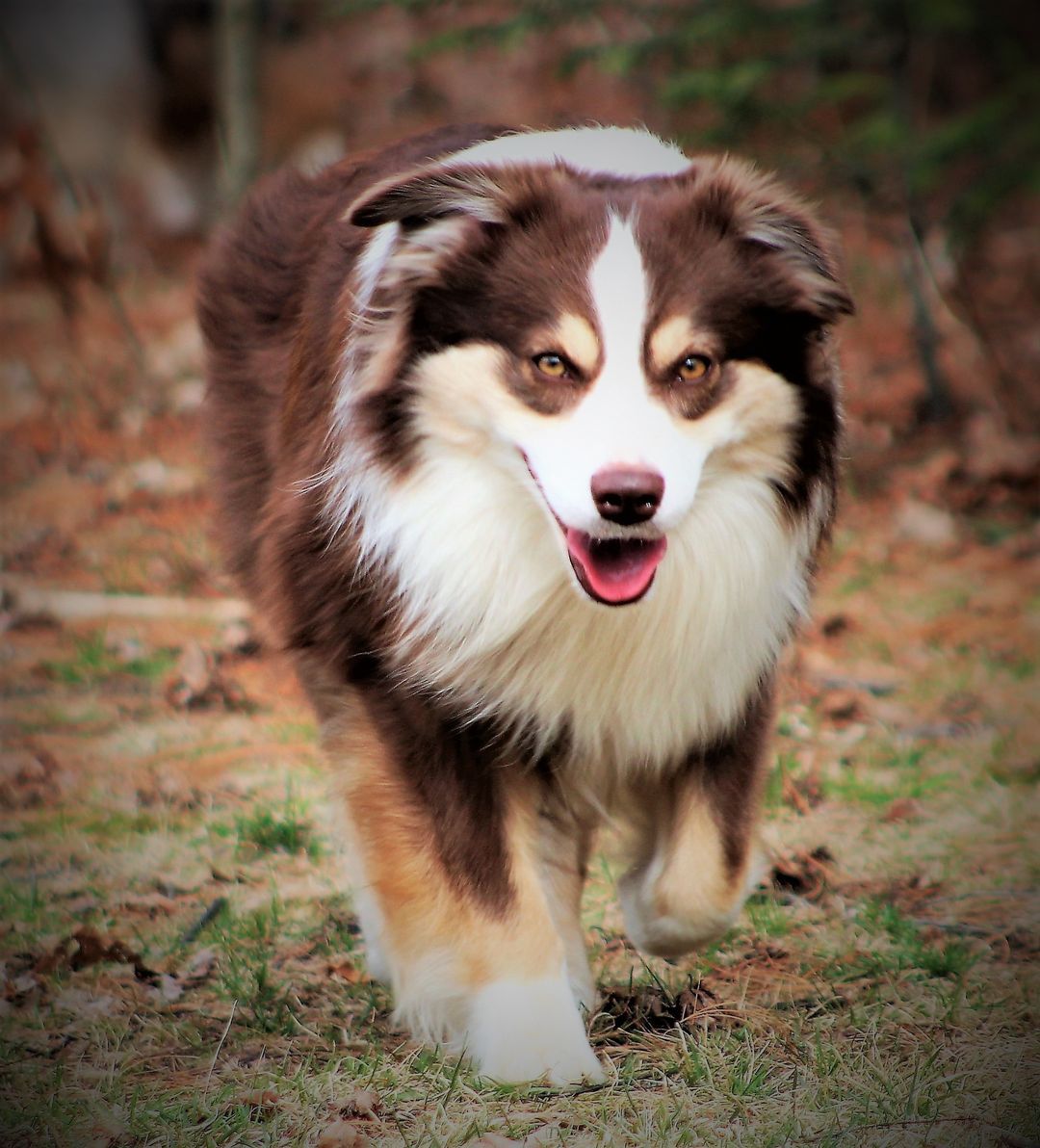 Ross Ranch Mini Aussies
