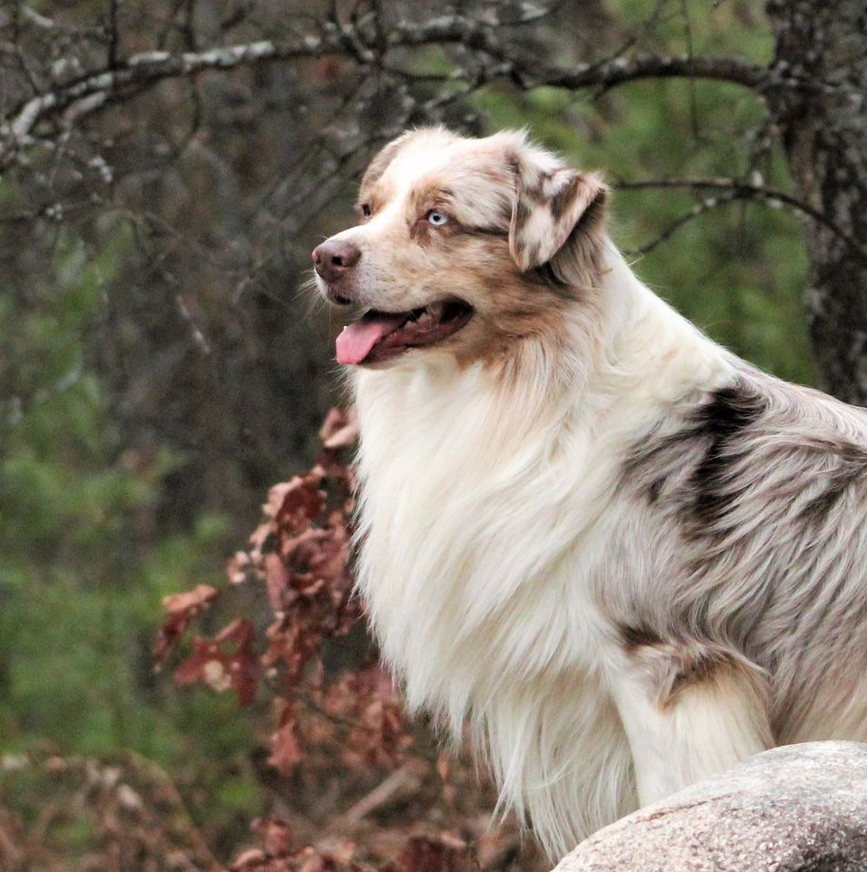 Ross Ranch Mini Aussies