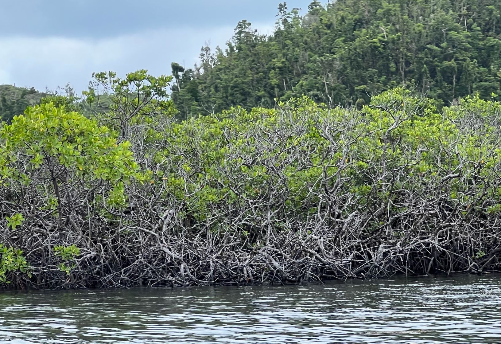 Wovoka - Field Notes