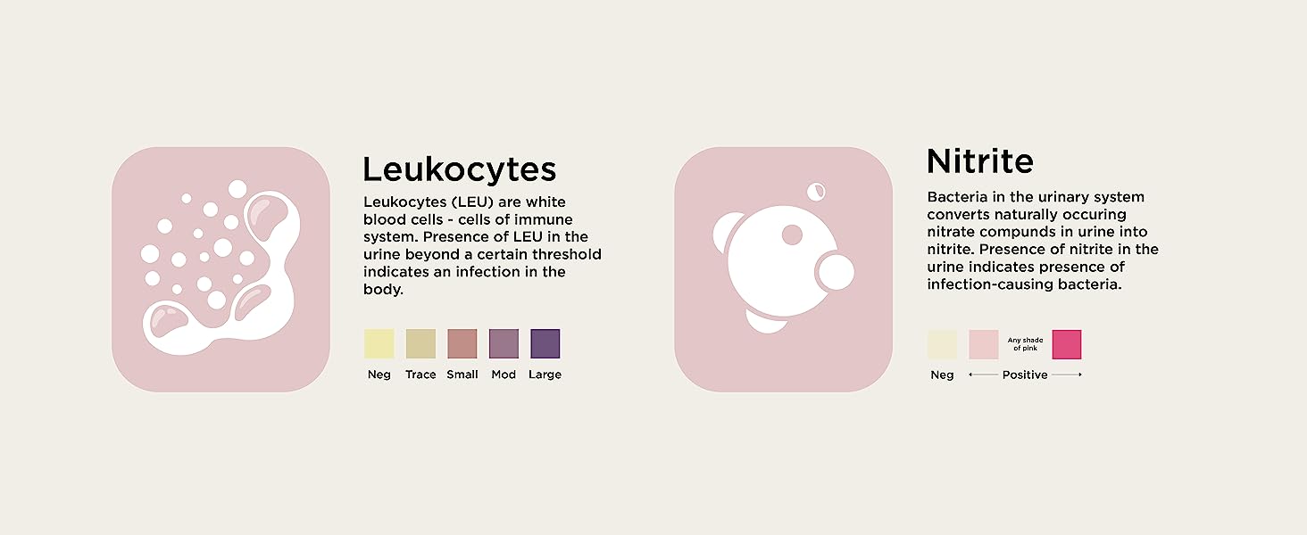 UTI Home Tests – All You Need To Know