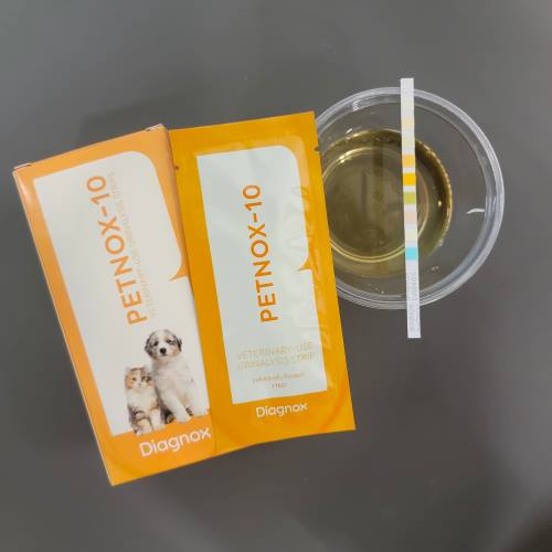 Protein in Dog Urine