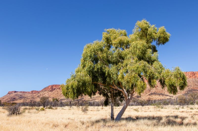 Home | Common Ground