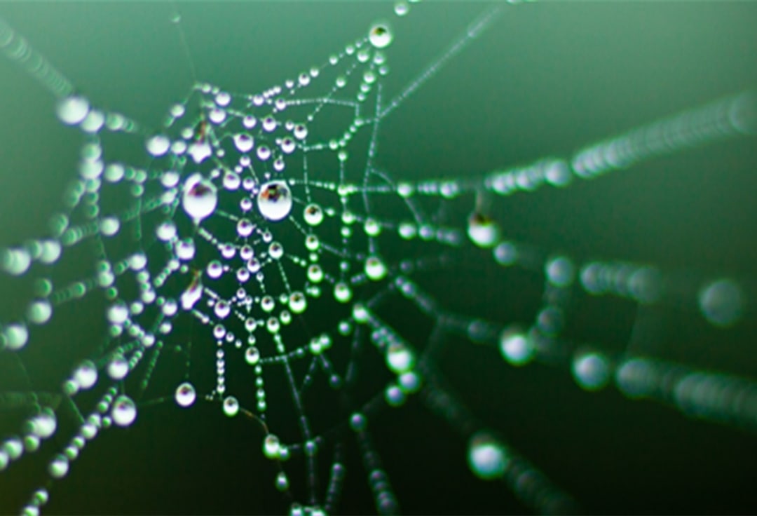 Spider Silk: From Sticky Thread to Bulletproof Vests by Charlotte Rose ...