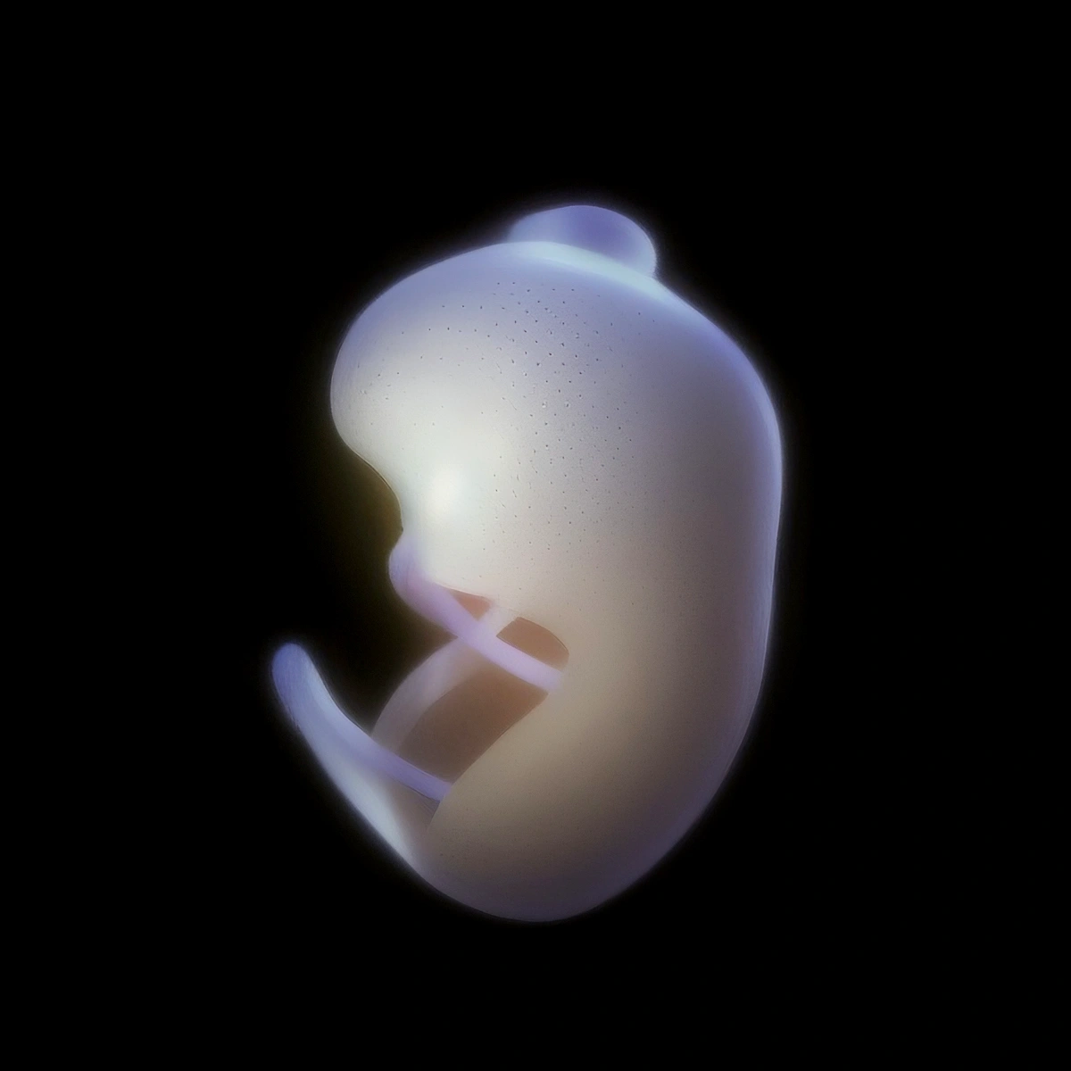 neo embryo:genesis by SYS™