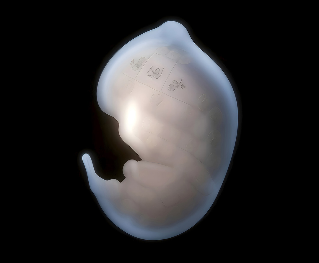 neo embryo:genesis by SYS™