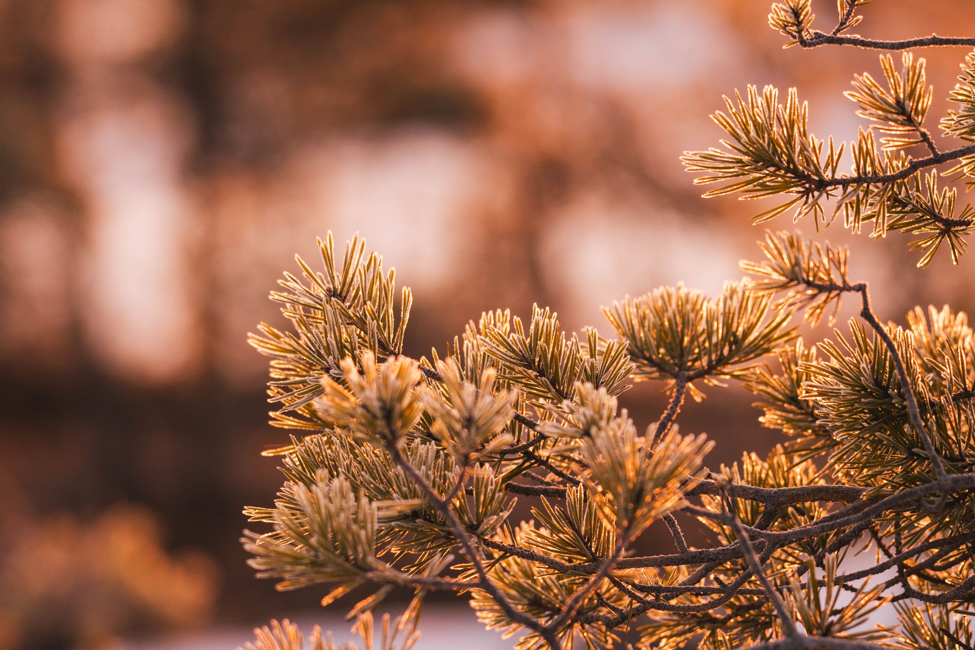 Saving nature with MERIT tokens — Single.Earth