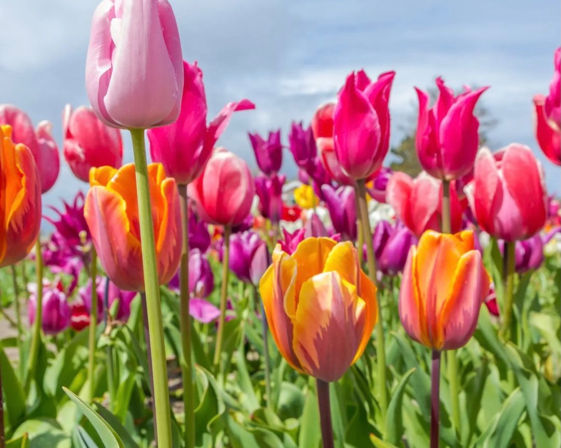 Todotoronto | Visit Some of the Best Upcoming Outdoor Flower Markets ...