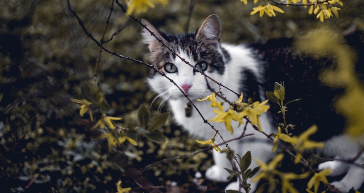 Pet disturbance effects on wildlife | SongBird Survival