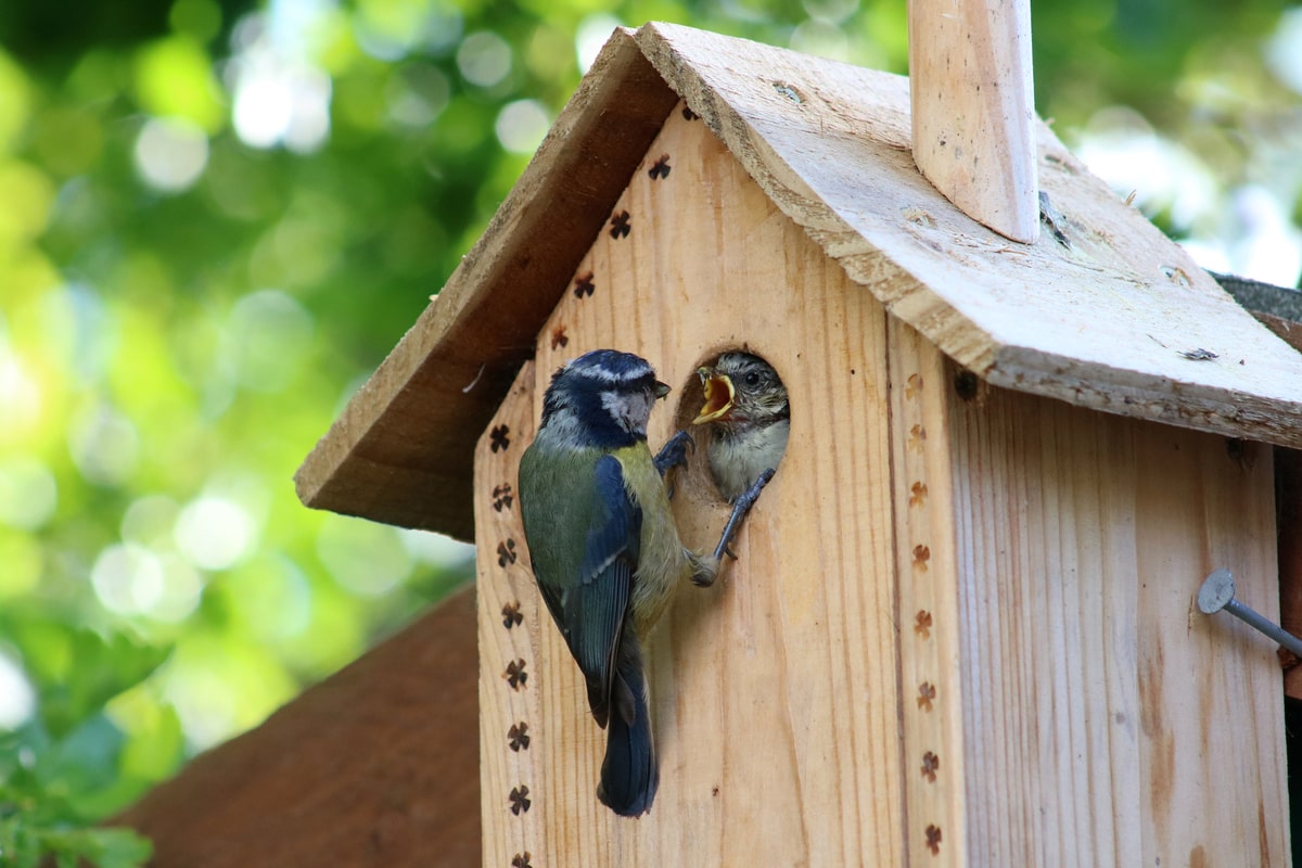 The issues affecting songbirds - climate change | SongBird Survival