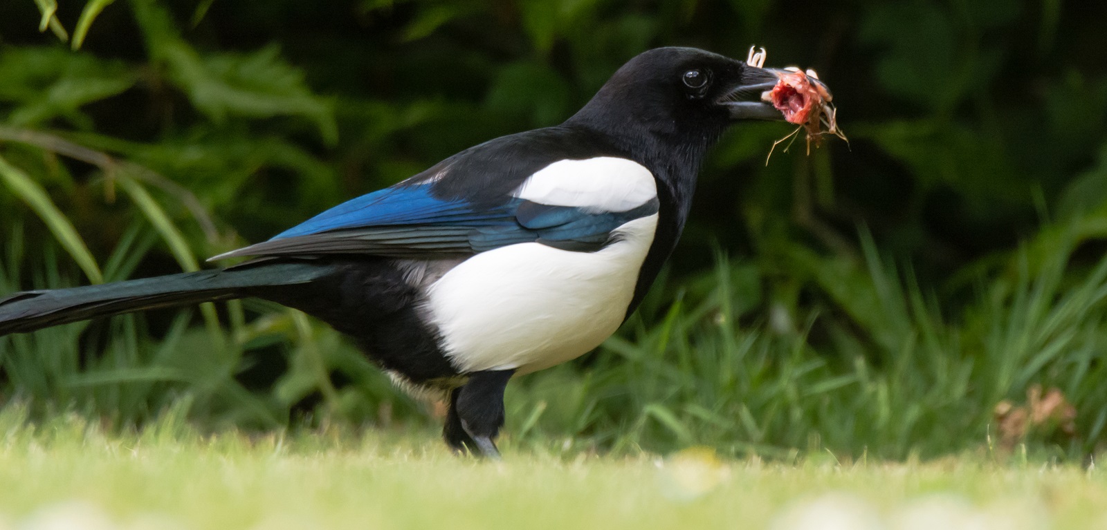 The issues affecting songbirds - predation | SongBird Survival