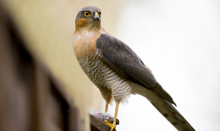 The issues affecting songbirds - predation | SongBird Survival