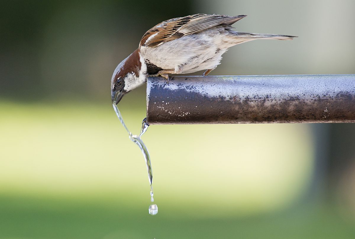 Water for birds| SongBird Survival