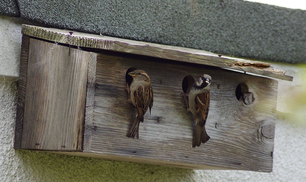 Nestboxes for birds | SongBird Survival
