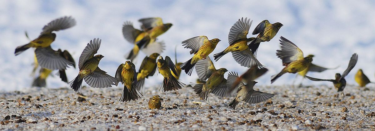 Bird Statistics and numbers | SongBird Survival