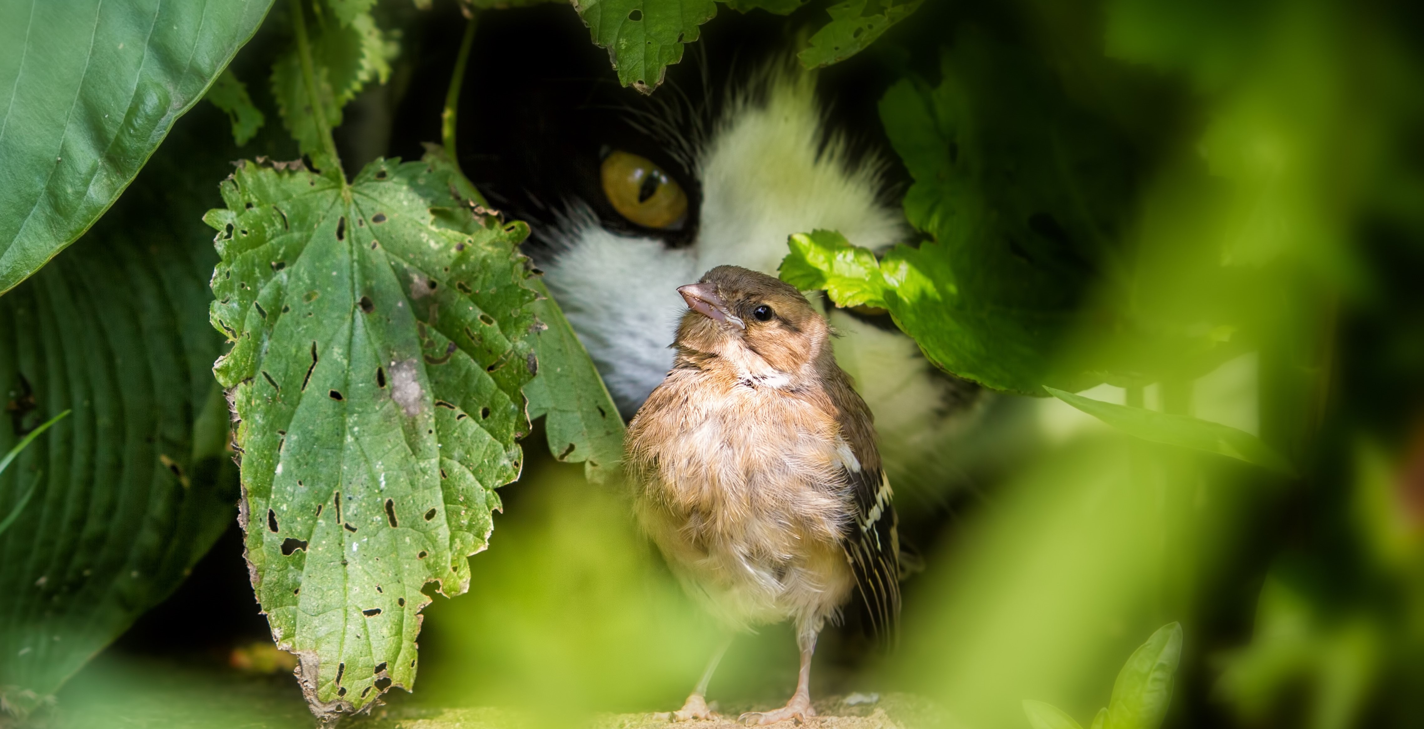 Cats and their Owners - SongBird Survival Research