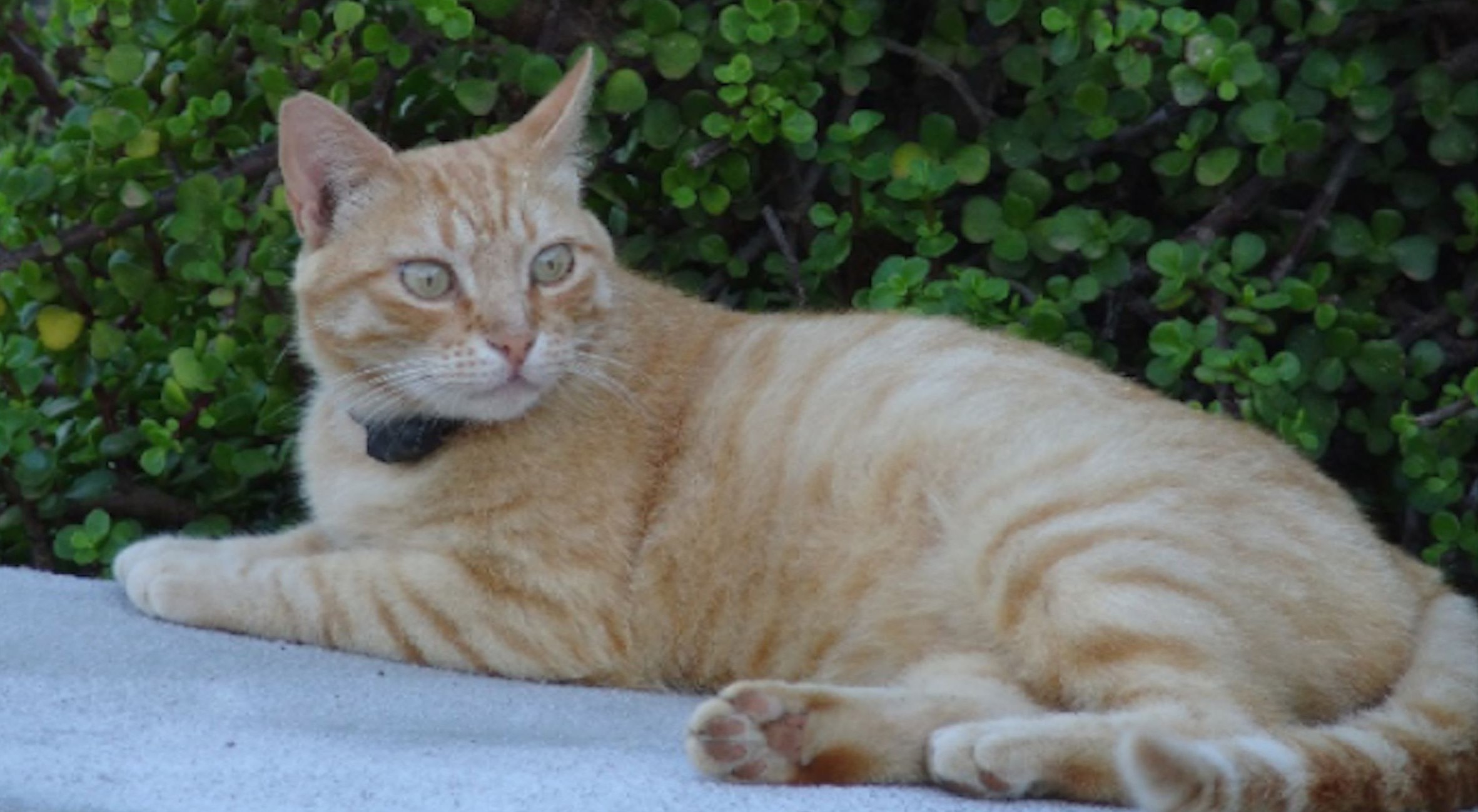 Cats and their Owners - SongBird Survival Research