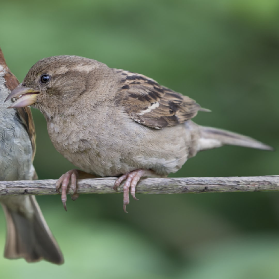 HOUSE SPARROW (Passer domesticus)