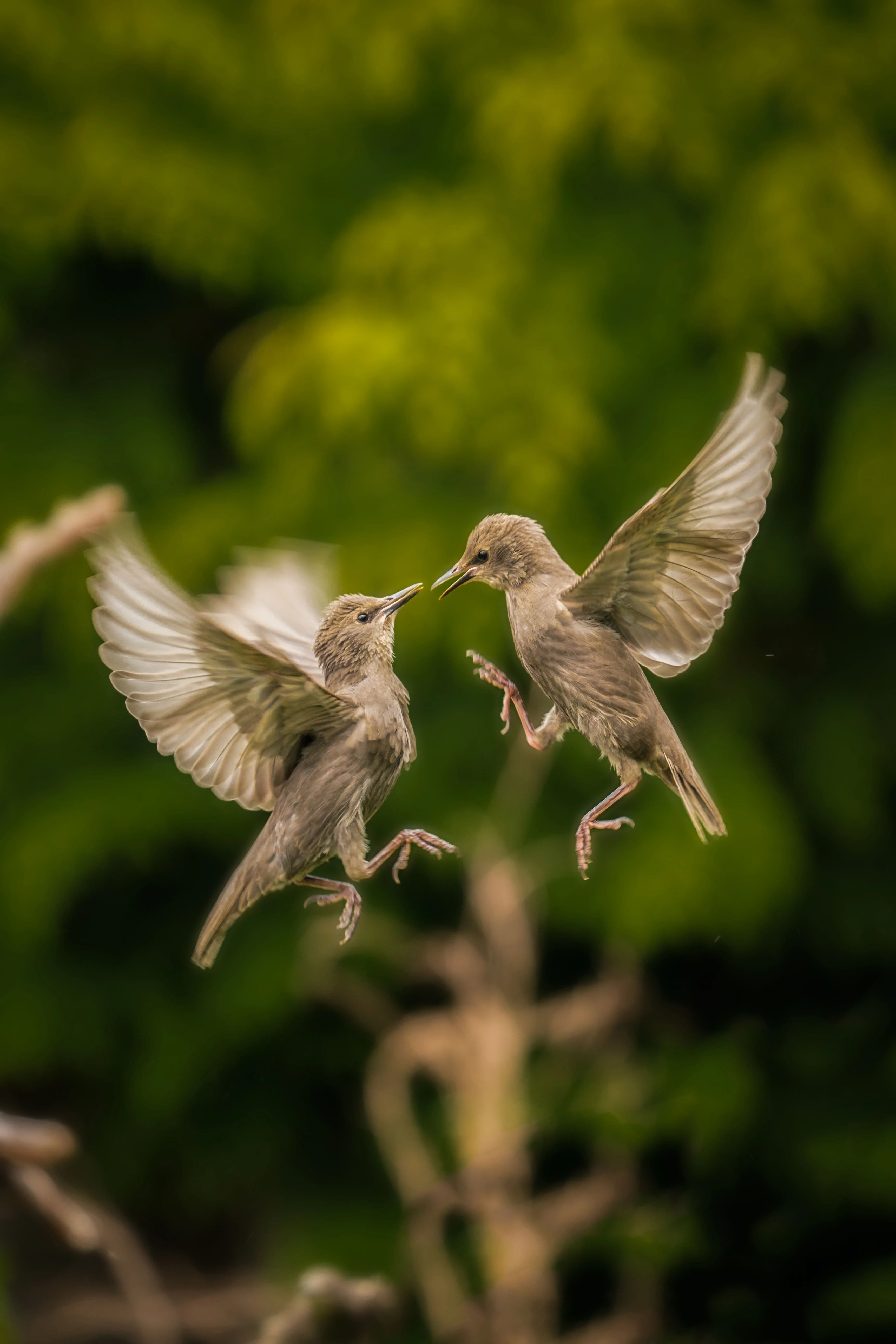 STARLING (Sturnus vulgaris)