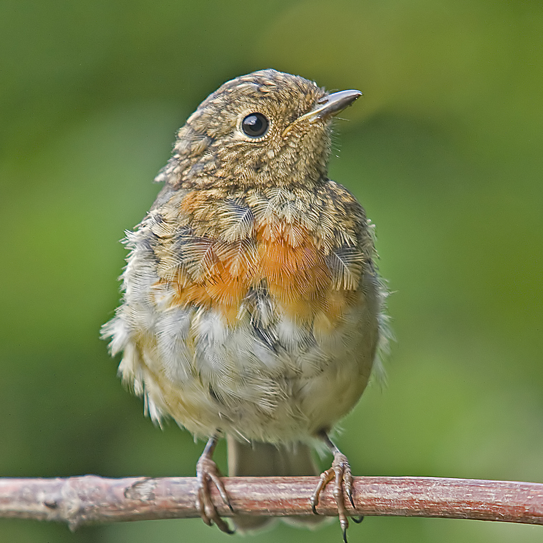 ROBIN (Erithacus rubecula)