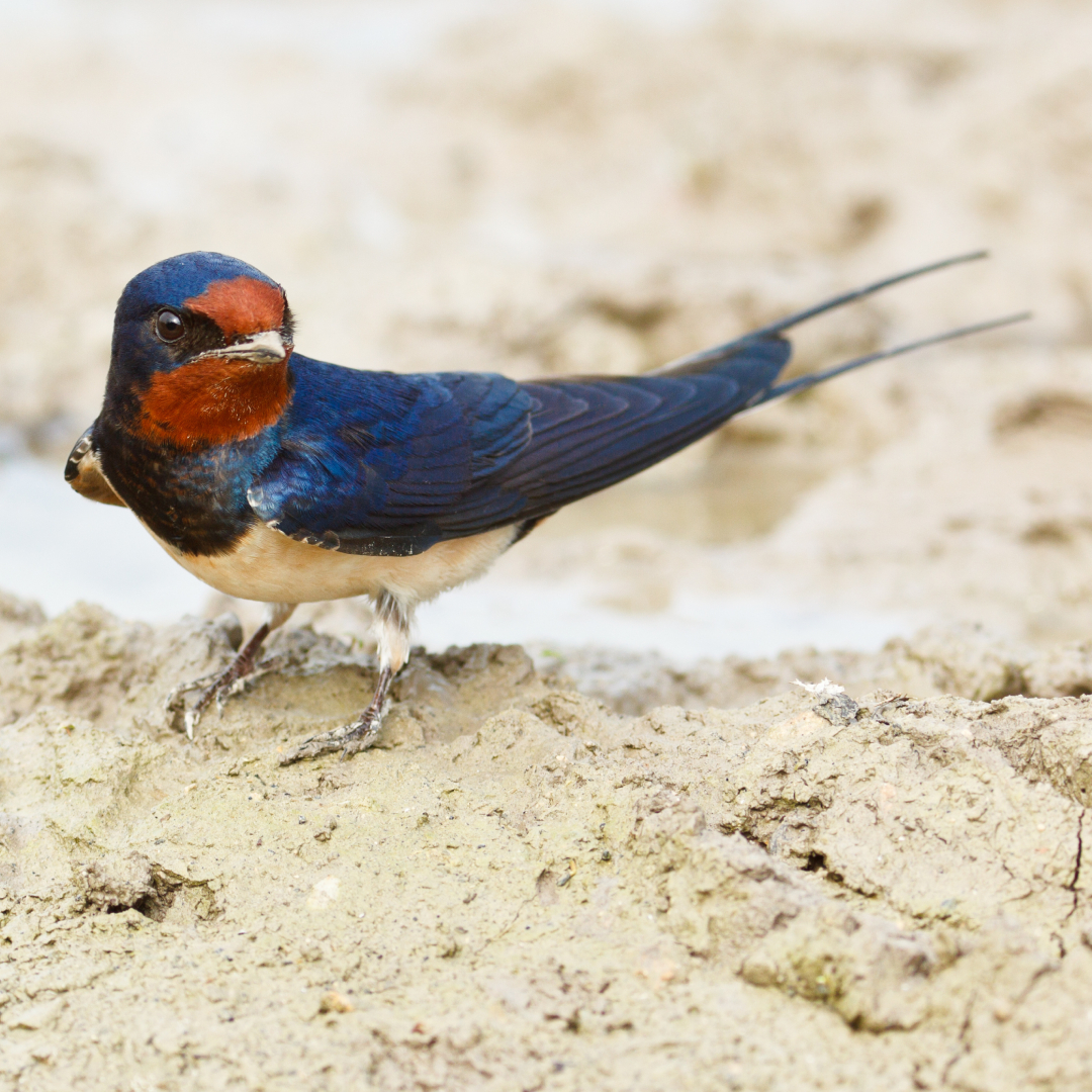 SWALLOW (Hirundo rustica)
