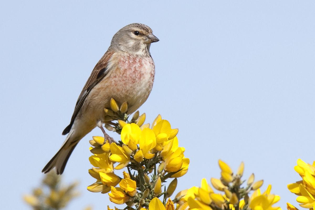 LINNET (Linaria cannabina)