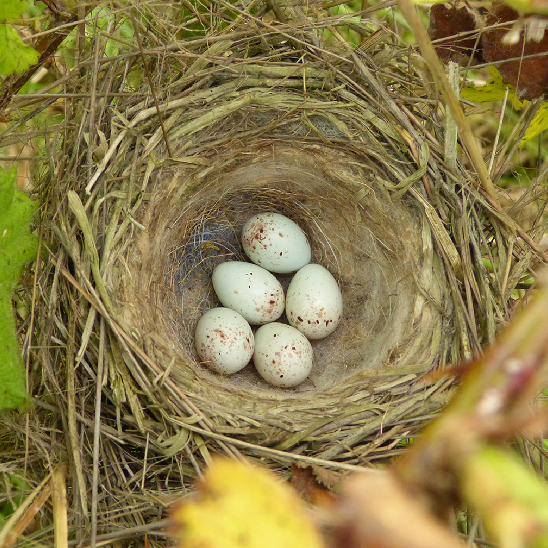 LINNET (Linaria cannabina)