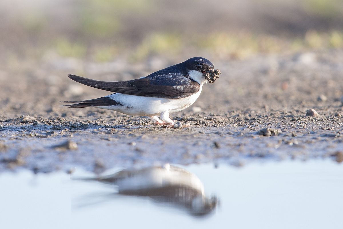 HOUSE MARTIN (Delichon urbicum)