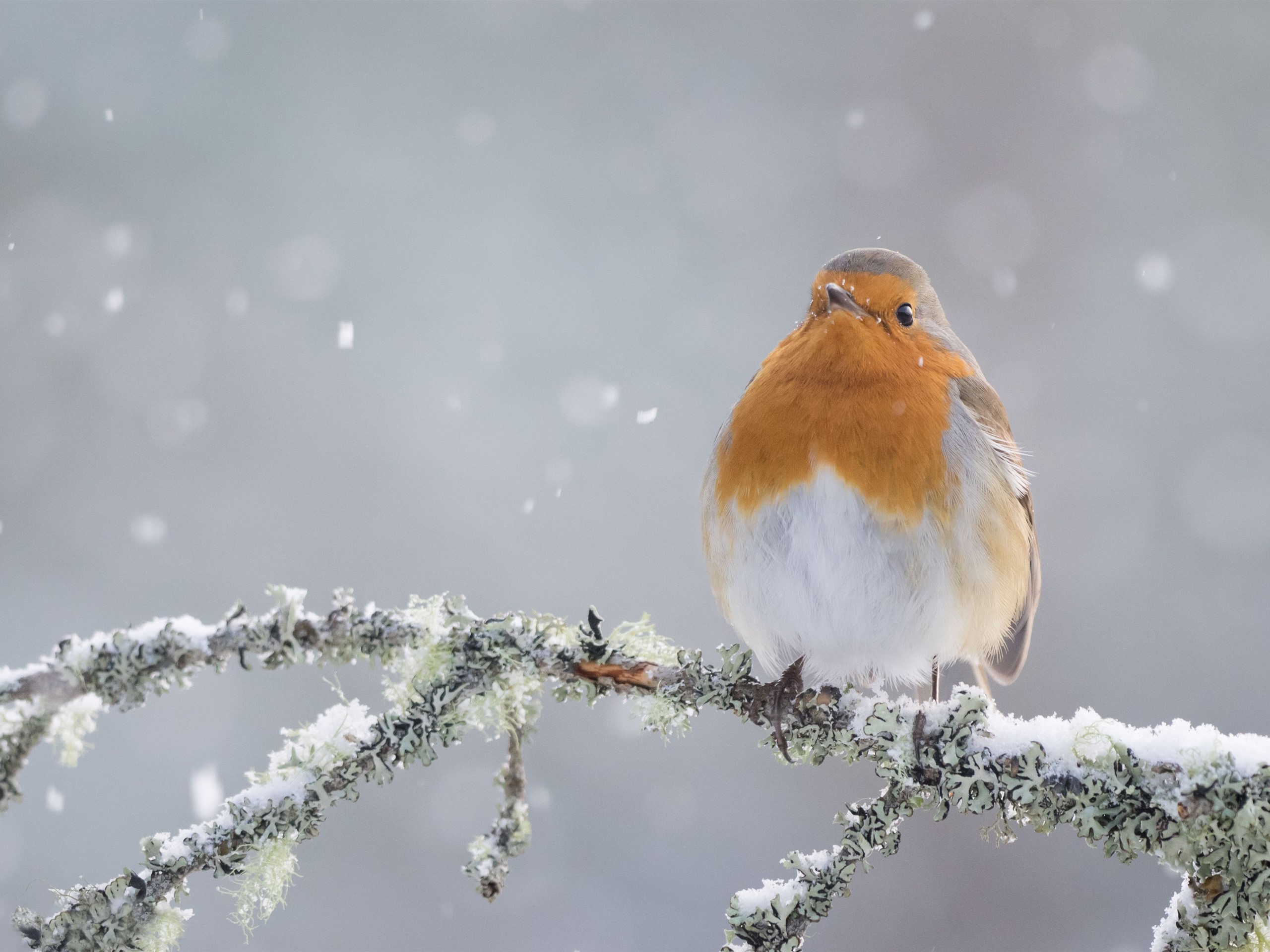 National Robin Day - SongBird Survival