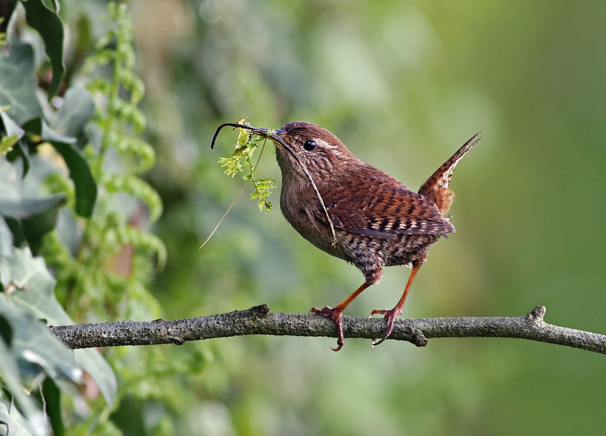 WREN (Troglodytes troglodytes)