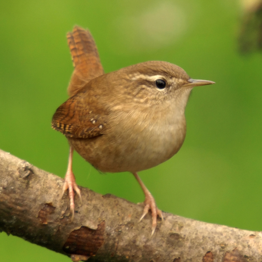 WREN (Troglodytes troglodytes)