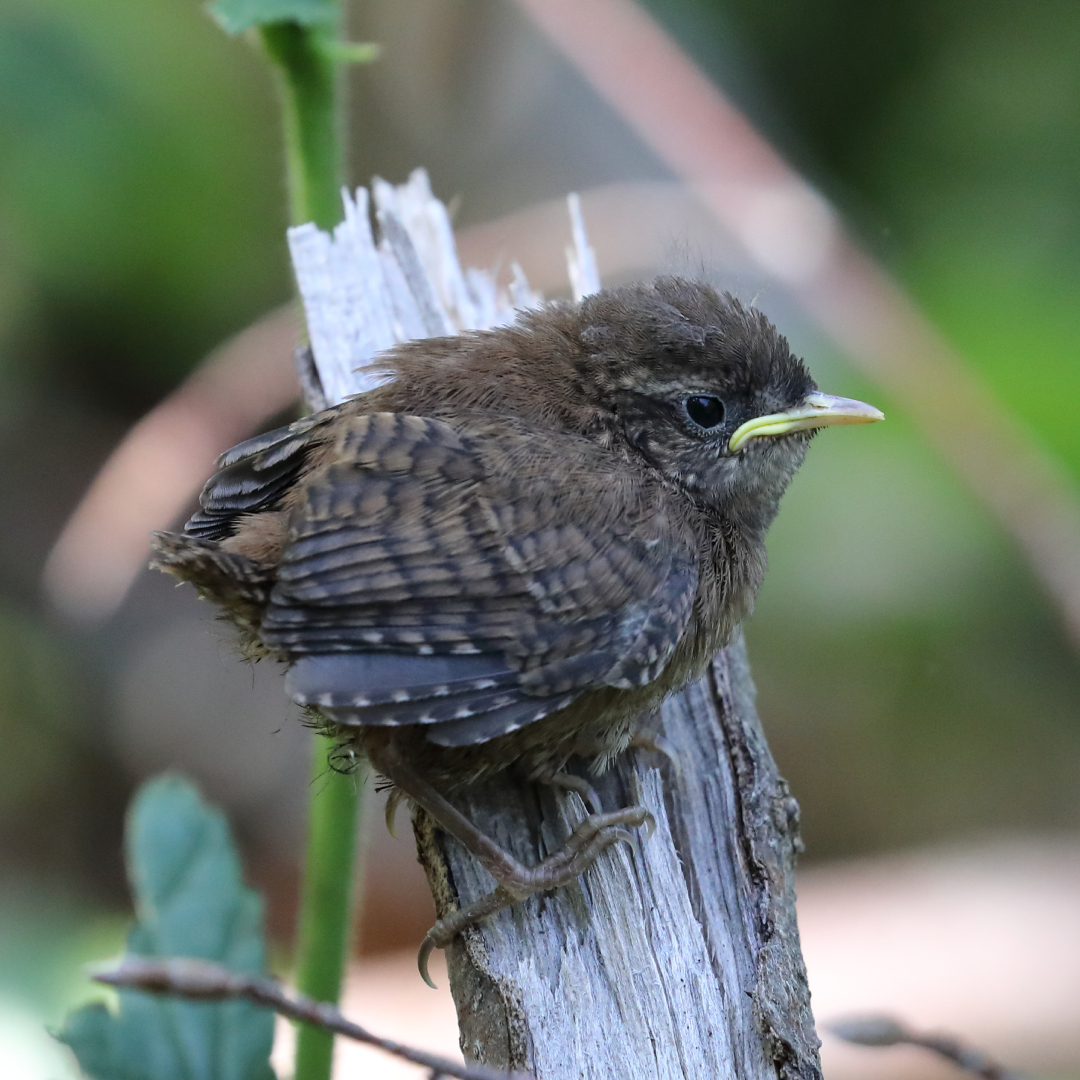 WREN (Troglodytes troglodytes)