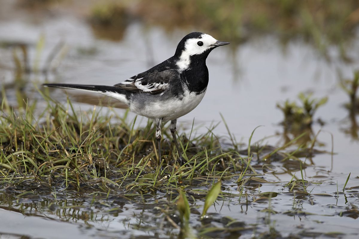Pied wagtail (Motacilla alba)